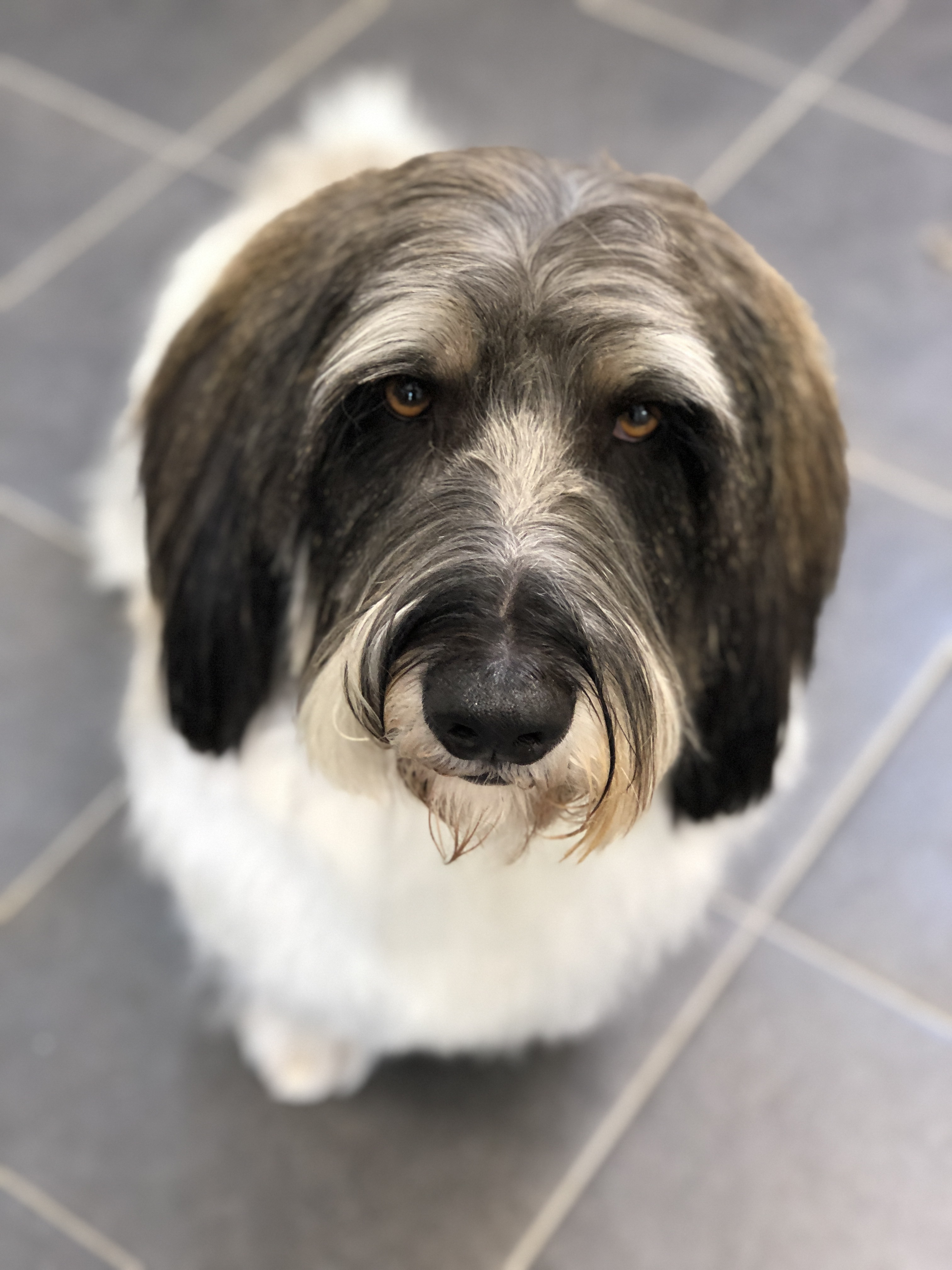 Top Dogs | Mama Lina Dog Grooming