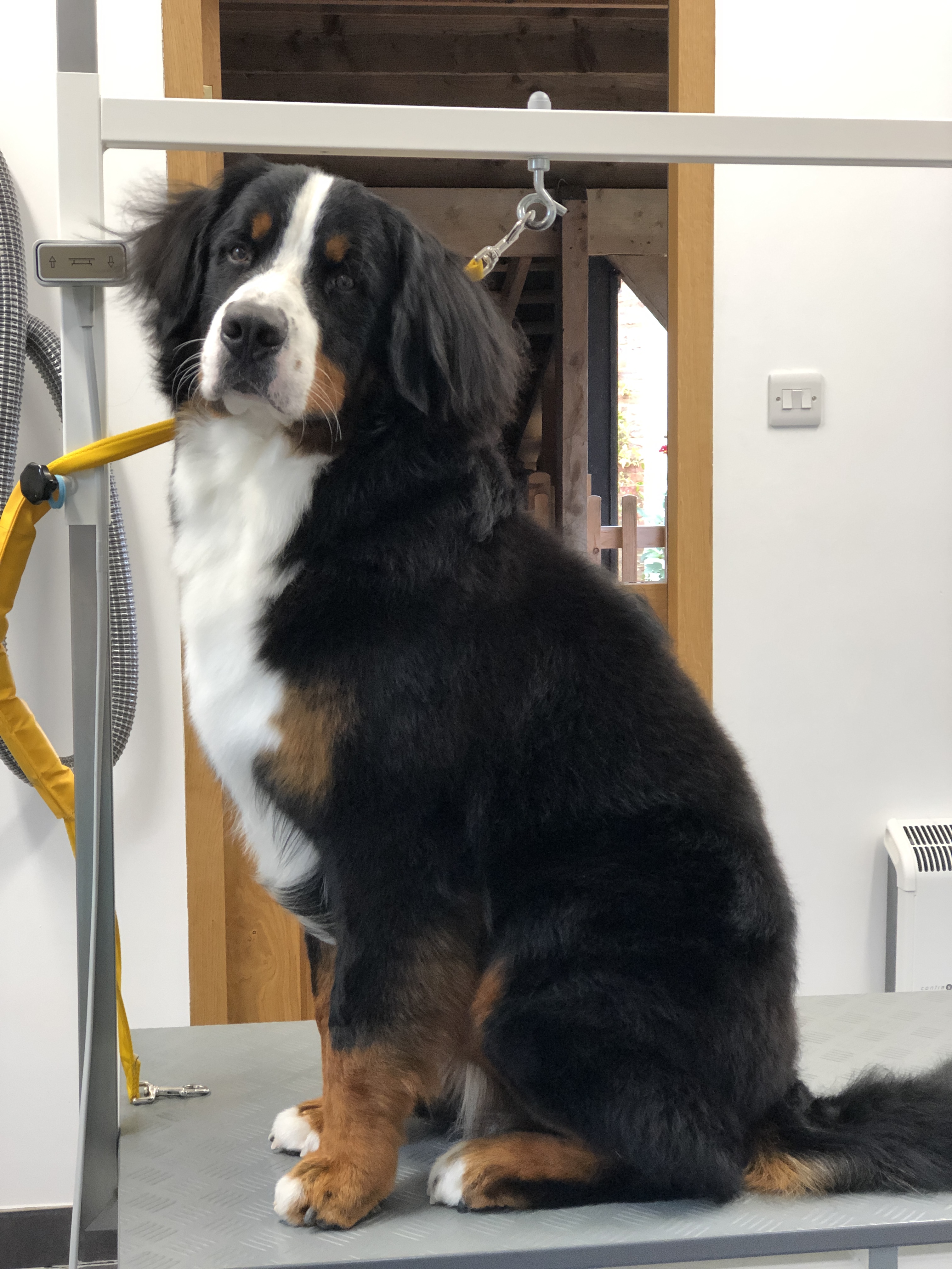 Top Dogs | Mama Lina Dog Grooming