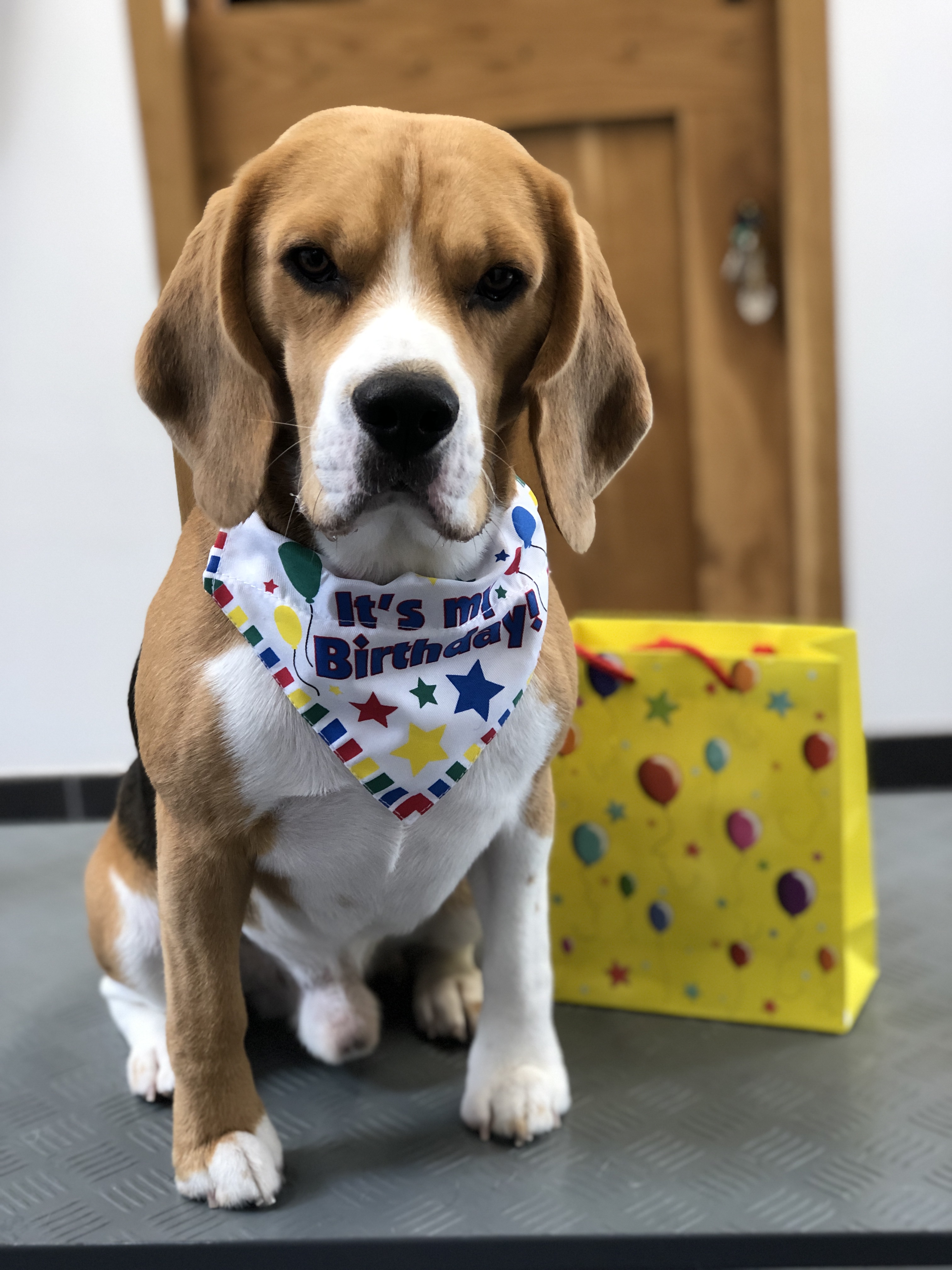 Top Dogs | Mama Lina Dog Grooming