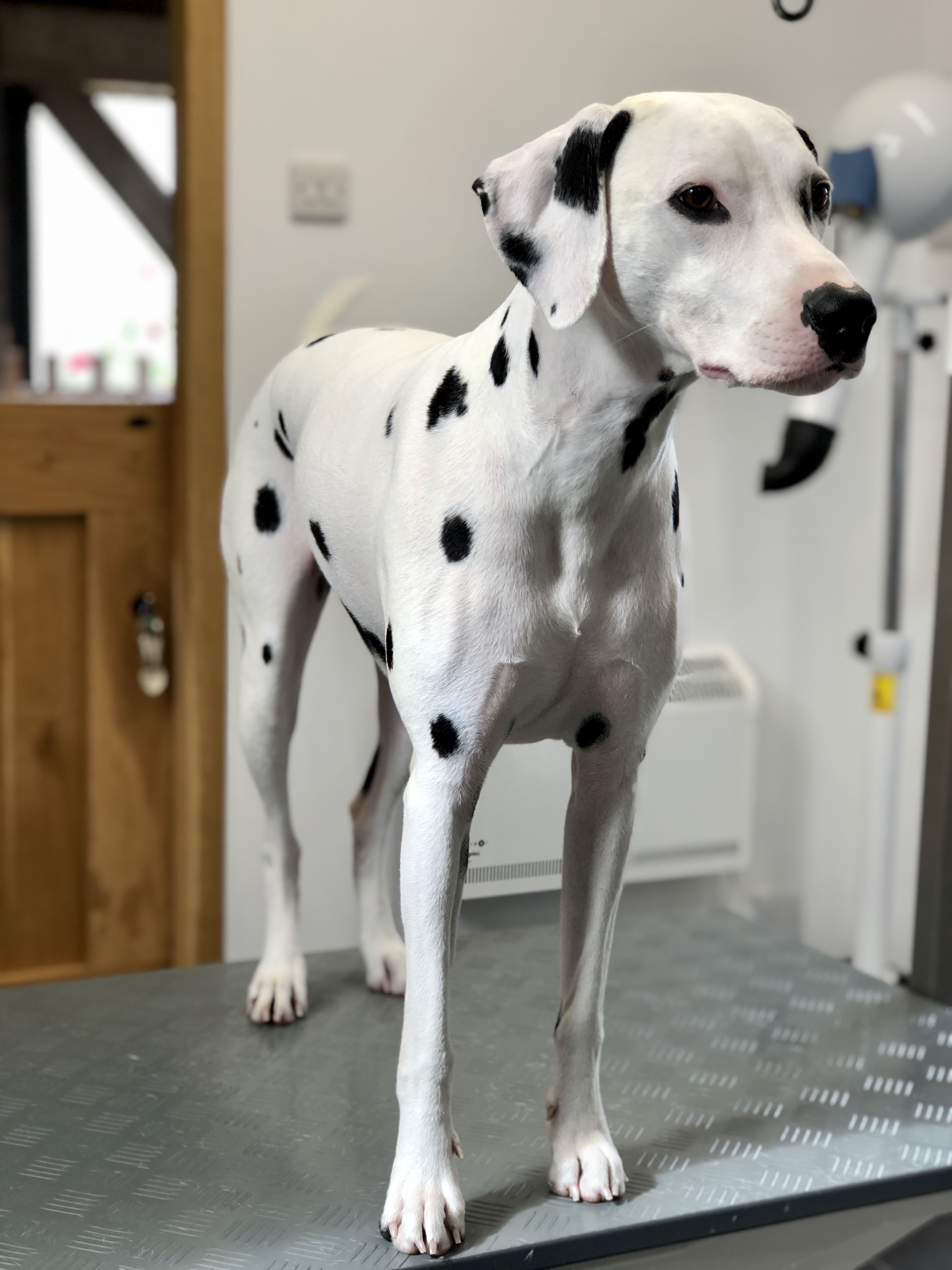 Top Dogs | Mama Lina Dog Grooming