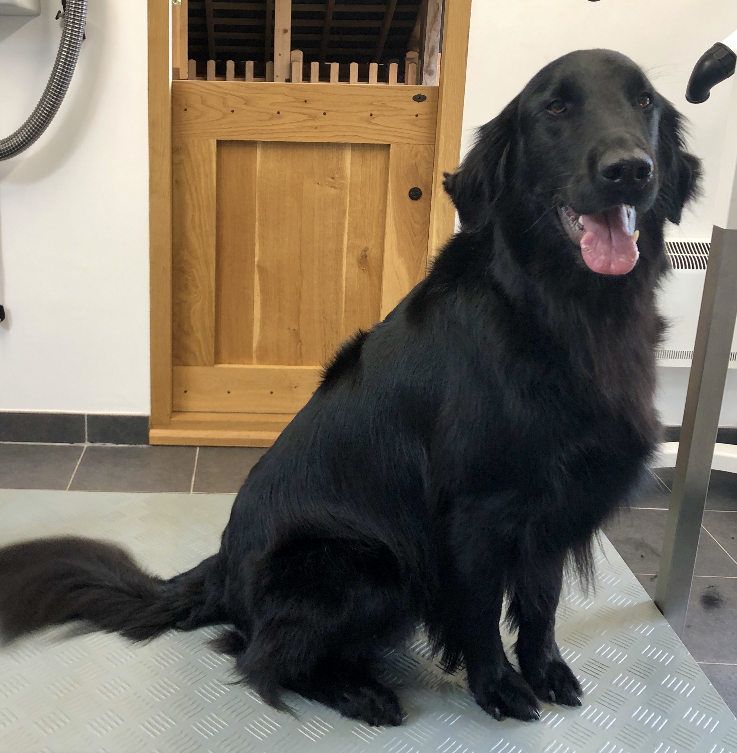 Top Dogs | Mama Lina Dog Grooming